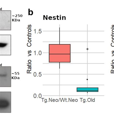 Reactive Astrocyte Markers In Tg Old Astrocytes A Markers Broadly