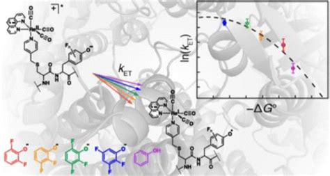 光化学核糖核苷酸还原酶 αβ 亚基界面的电荷转移动力学journal Of The American Chemical Society