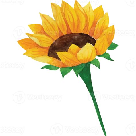 Sunflowers Clip Art No Backgrond 23 Thousand Sunflower Border