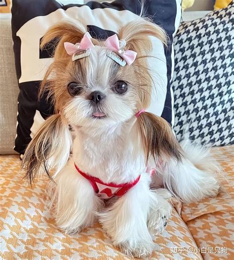 这6种小型犬买时看不上却越养越香 知乎