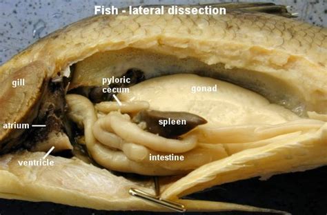 Fish Liver Dissection 7 Secret Of Fish Anatomy Internal And External