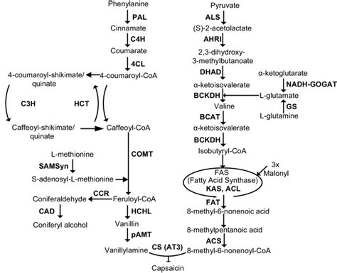 Model Pathway Of Capsaicin Capsaicinoids Biosynthesis In Capsicum [25