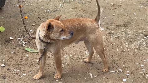 这黄狗老鼠尾实战猛，四只里面就它最好，都不敢相信它值四千五。 Youtube