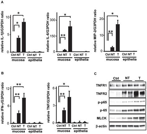 A And B Relative Mrna Expressions For Il 1β Il 6 Mip 2 A Ifn γ