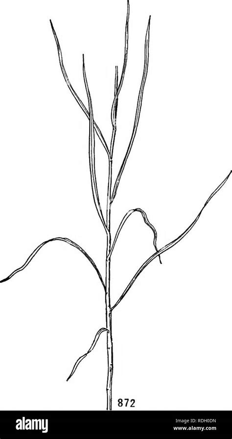 Mesophytes Examples Ppt Temperate Deciduous Mesophytic Forests