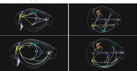 Figure From Interactive D Visualization Of Brain Spatial Networks