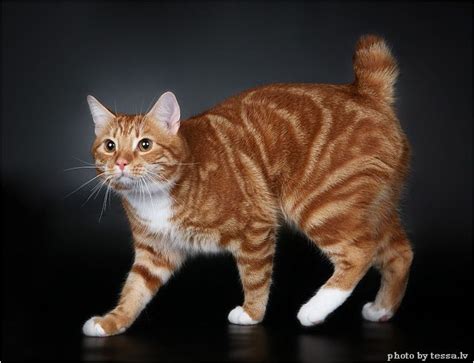 181 Best My Manx Cat Images On Pinterest Manx Manx Cat And Manx