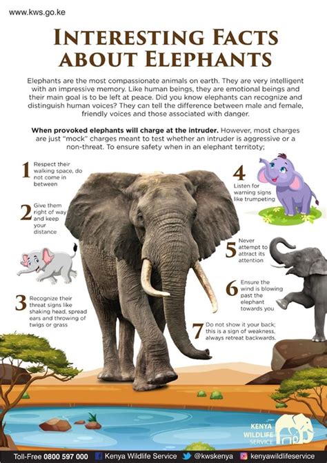 Elementary Lessons Elephanatics