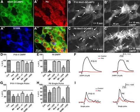 Effect Of Nachr Subtype Antagonists On Dmpp And Single Pulse Evoked [ca