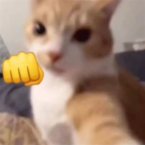 Pin By Jibvebs On Meme Faces Funny Cats Cat Memes Funny Cute Cats
