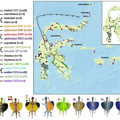 Bayesian Phylogenetic Estimate Obtained Via Analysis Of Three
