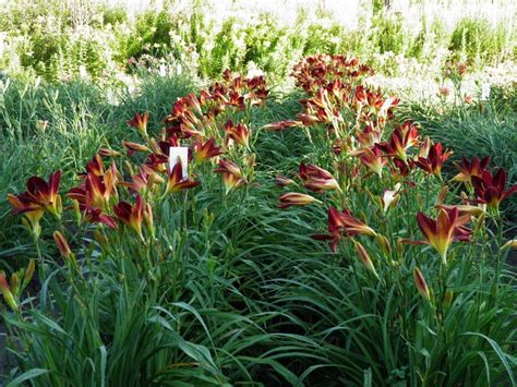 Ruby Spider I Long For Your Return Next Spring