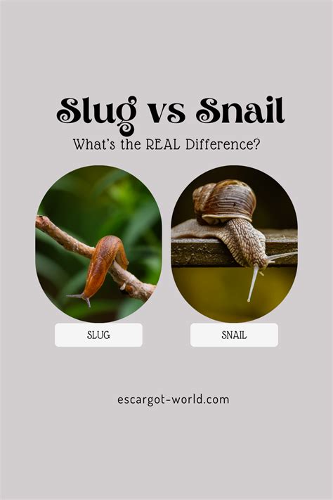Slug Vs Snail Whats The REAL Difference In Slugs Snail Snail Facts