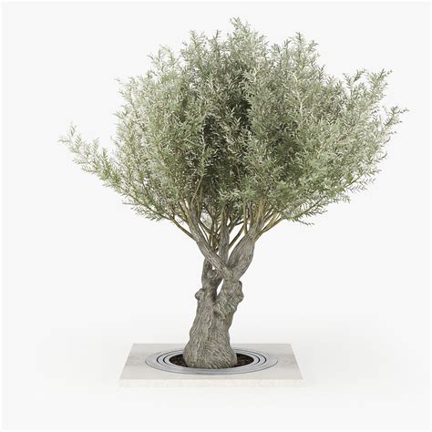 Olea Europaea 3d Model 19 Max Fbx Obj Free3d