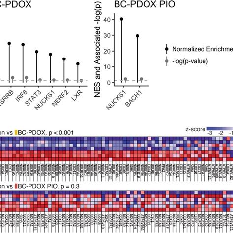 Validation Of Rna‐seq Profiles In The Skeletal Muscle Of Bc‐pdox Mice