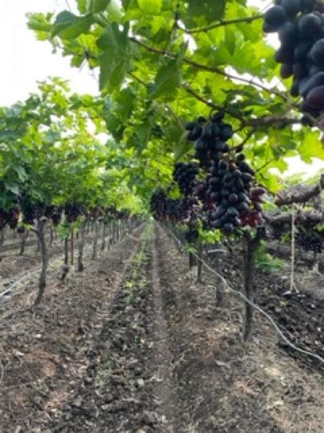 Wable Farms Supplier Farmlovers