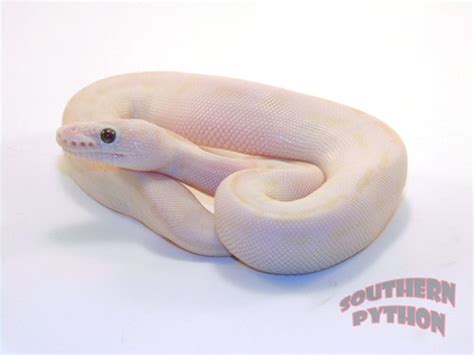 Pastel Lesser Crystal Morph List World Of Ball Pythons Ball Python Morphs Ball Python
