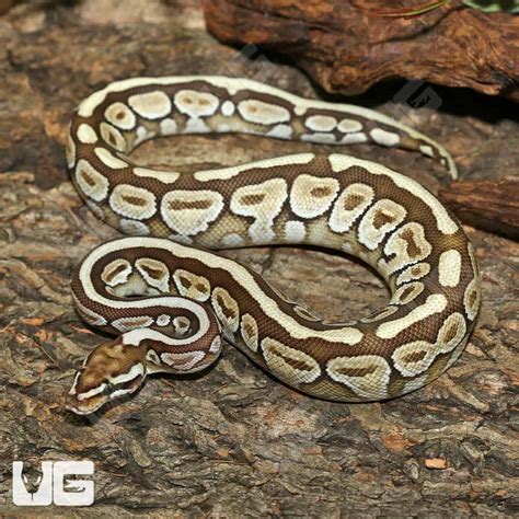 Yearling Male Lesser Spotnose Ball Python For Sale Underground Reptiles