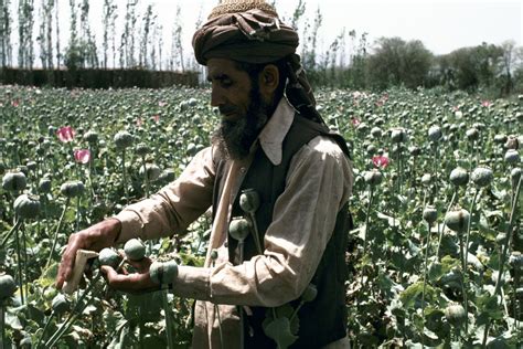Commentary Record Afghan Opium Crop Will Bring Trouble To Uk Streets