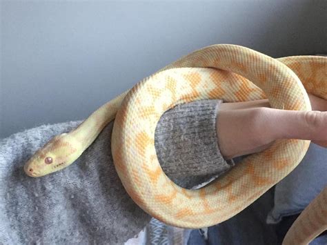 Coogee Nsw Warning After Pythons Let Loose In Beachside Suburb The