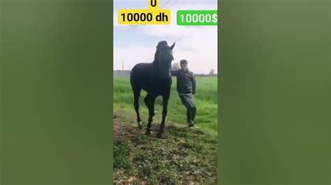 حصان المغربي Youtube