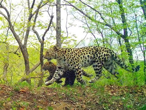 Крупная группа дальневосточных леопардов замечена на границе Приморья с
