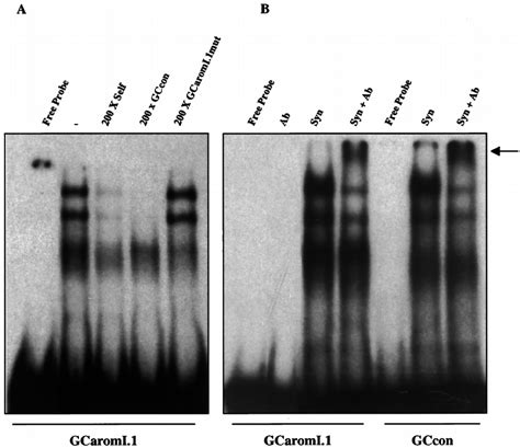 Competitive Emsa A And Supershift Emsa B Using Syncytiotrophoblast