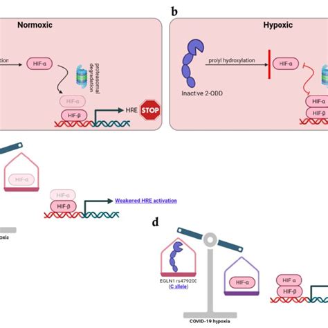 Schematic Representation Of Interplay Between Hif α And 2odd Product