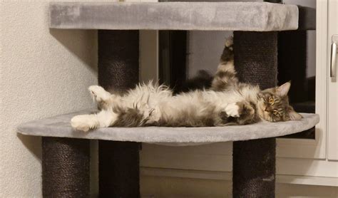 Aylas Pose Rmainecoons