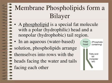 The Plasma Membrane Ap Biology 10 13 Ppt Download