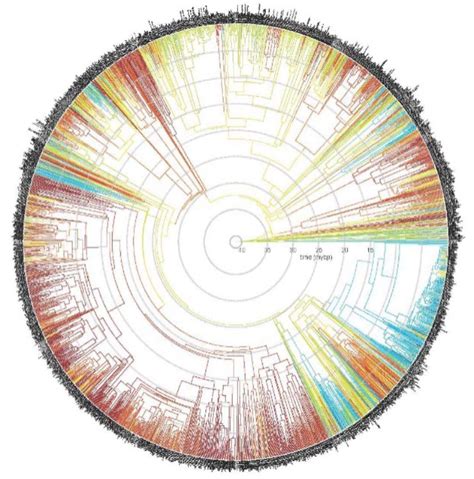 Phylogenomics Working Group Legume Data Portal