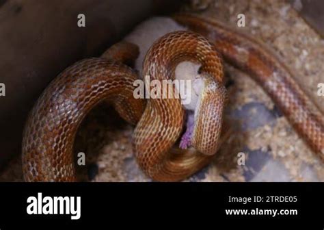 A Red Corn Snake Feeding In Terrarium Pantherophis Guttatus Is A North
