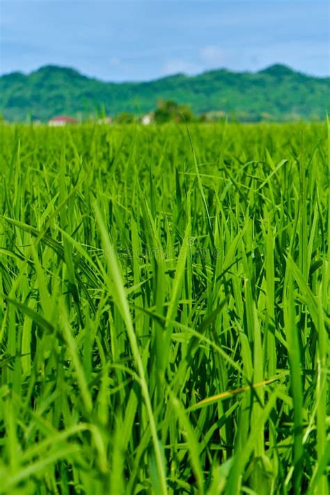 Impressive Landscape Green Rice Field With Mountains In The Background