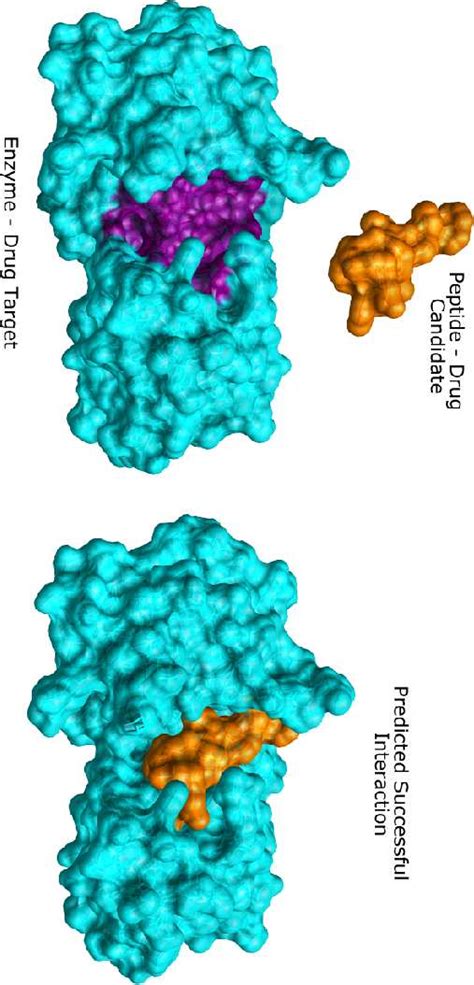 The Molecular Docking Of An Enzyme With A Peptide Download