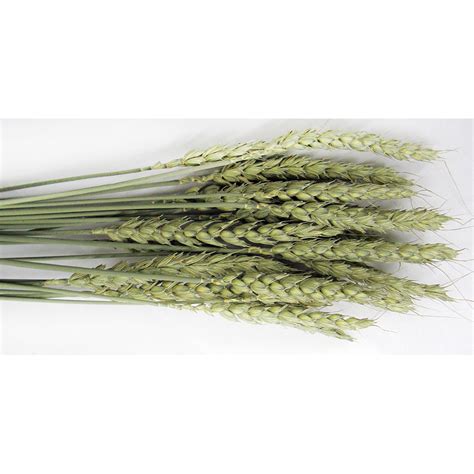 Brown S Pet Food Tropical Carnival Natural Wheat Sprays Nutritious