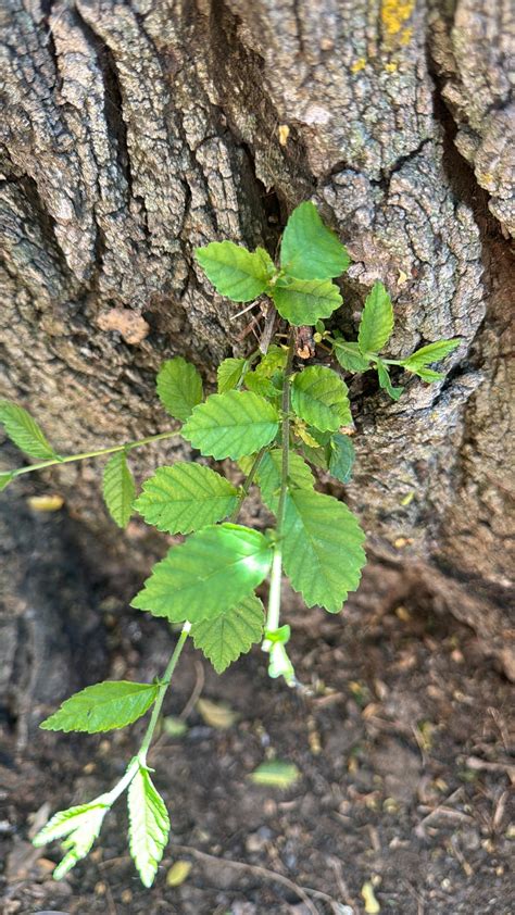 Tree Infested With Bugs R Treeidentification