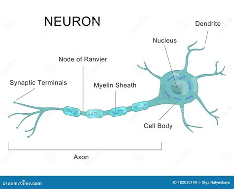 Human Neuron Structure Brain Neuron Cell Illustration Synapses