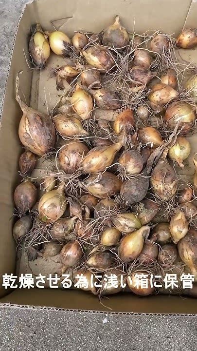 小さな玉ねぎの育て方と保管方法【セット球の作り方】 玉ねぎ栽培 家庭菜園 超極早生 セット球 ガーデニング 野菜栽培 Youtube