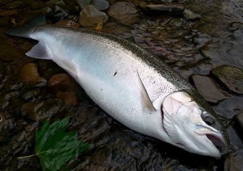 The Difference Between Steelhead And Rainbow Trout