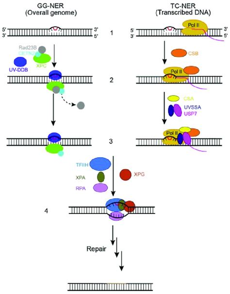 Schematic Representation Of The Two Sub Pathways Of Nucleotide Excision