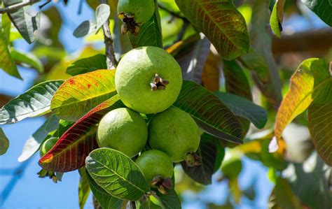 How To Grow Guava In A Balcony Garden Step By Step Guide