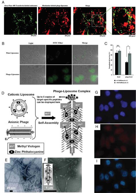 AC Endocytic Uptake Of Phageliposomes A Fluorescence Microscopy