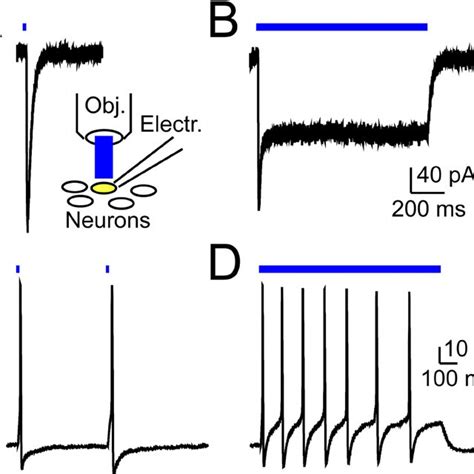 Generation Of Light Evoked Currents And Action Potentials In