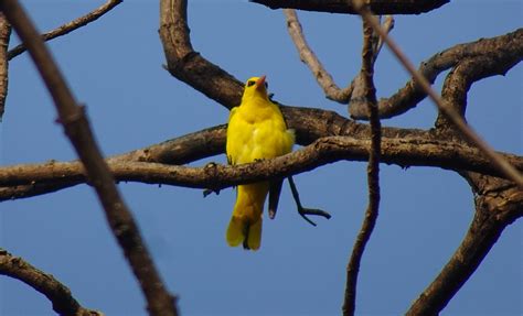 Loriot Indienne Oiseau Masculin Photo Gratuite Sur Pixabay Pixabay