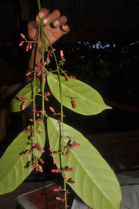 Chisocheton Ceramicus Meliaceae