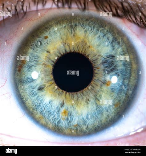 Description High Resolution Female Green Blue Colored Eye With Yellow
