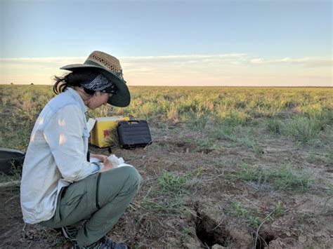 Mitchell Grasslands Ecosystem Observatory Takes Grassroots Sky High Tern Australia