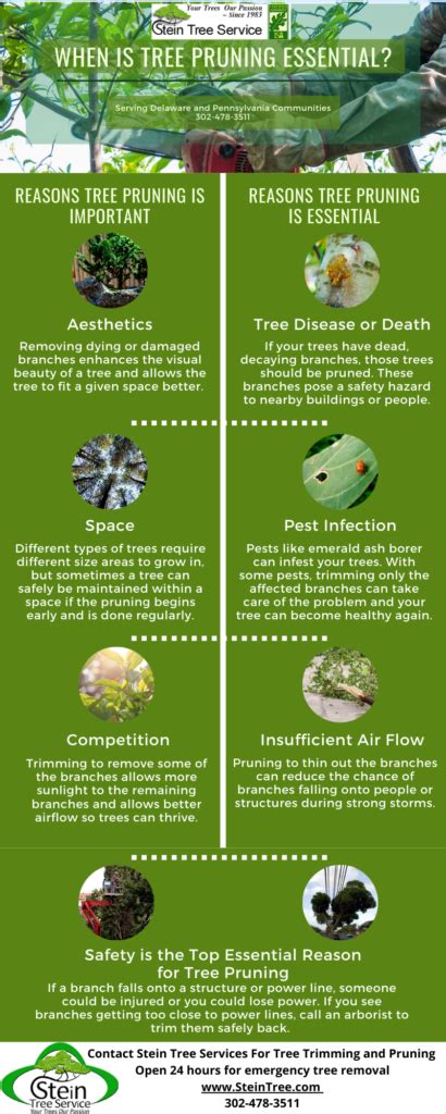 Tree Pruning Is Important When Is Tree Pruning Essential