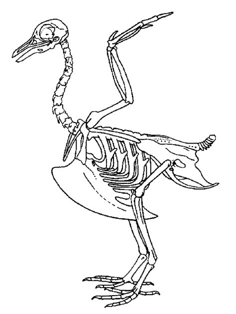 Bird Skeleton Diagram Quizlet