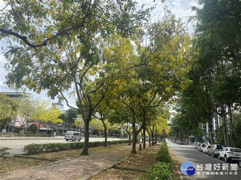 興大園道賞阿勃勒黃金雨 逛農產市集共享音樂饗宴
